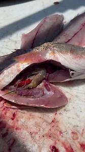 150K views · 894 reactions | You WON’T Believe what we found in this Redfishes Belly Out Cast Charters 勞 #Reels #Crazy #Fishing | Sharky Marquez | Facebook