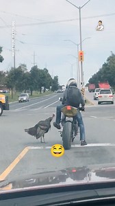 The turkey has no chill! 😩 | Dad Jokes