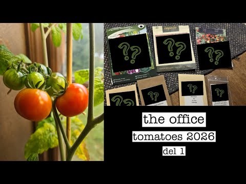 Kontorstomater 2026 - del 1