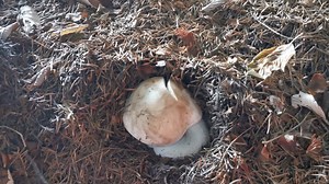 613K views · 2.5K reactions | QUEST'AUTUNNO, nella seconda decade di Ottobre, avevamo lasciato "riposare" per 48 ore, in ambiente alpino a quota elevata (1.500 slm) questo magnifico esemplare di Boletus edulis. Vi ricordate il video del suo ritrovamento? Quanto sarà "cresciuto"? Con temperature rigide, poche ore di sole e clima asciutto, le speranze non erano molte, ma... Scopriamo cosa è successo! | Nicolò Oppicelli | Facebook