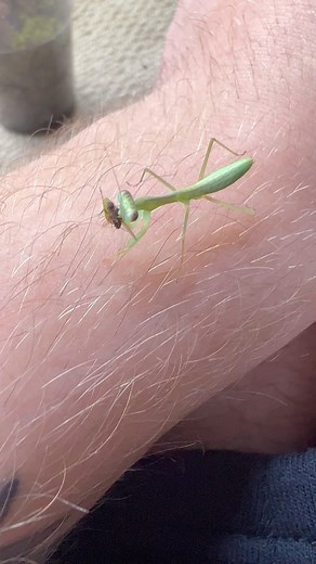 My twerking praying mantis 🫣 . . . . . . . #ecosystem #ecosystems #nature #animals #naturelovers #natureindoors #tropicalplants #bioactive #paludarium #aquascape #terrarium #vivarium #aquarium #bioactivevivarium #bioactiveterrarium #bioactivesetup #bioactiveenclosure #bioactivehabitat #plants #moss #mossterrarium #plant | AntScapes