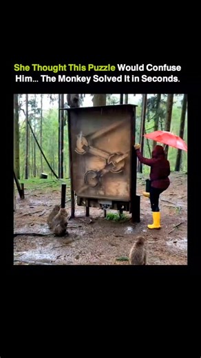 Explaining universe on Instagram: "Most people underestimate animal intelligence — until moments like this. 🧠🐒 A woman hides an apple inside a wooden puzzle, expecting it to be a challenge. No instructions. No trial and error. No hesitation. The monkey watches once… Processes the structure… And solves it almost instantly. Unlike humans, monkeys don’t overthink. They rely on pure observation, pattern recognition, and instinct — skills refined through evolution, survival, and constant adaptation