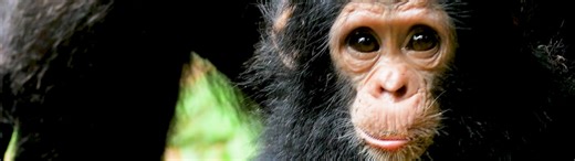 NASA Scientific Visualization Studio | NASA Joins the Jane Goodall Institute to Conserve Chimpanzee Habitat, Earth Information Center Videos