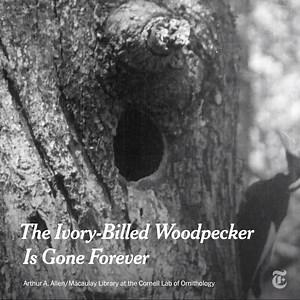 23K views · 415 reactions | U.S. officials have declared more than 20...