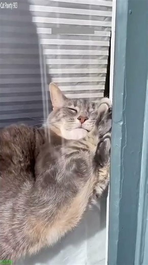 Cat videos 😹 Funny Cat Videos 😹 # Part 7591