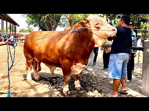 SAPI LUAR BIASA BESAR 65 JUTA TERBESAR DI PASAR SAPI BESUKI MENJELANG AKHIR TAHUN 2019
