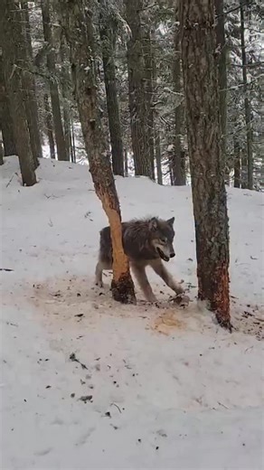 360 Sportsman • The ULTIMATE Outdoor Masterclass on Instagram: "Hunter success rate for wolves? Less than 1%. 🤔 It’s the reality nearly every predator hunter faces season after season. But YOU don’t have to stay in that 99% ever again. Why? Because YOU know exactly how to trap wolves effectively, ethically, and confidently after taking Justin Webb’s Wolf Trapping Masterclass. This is one of the most valuable skillsets a sportsman can learn. It’s the key to protecting wildlife populations, suppo