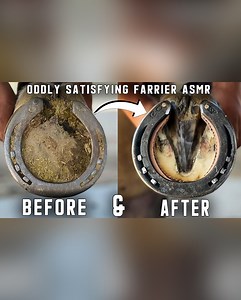 Full Hoof Restoration - ASMR Oddly Satisfying | MaupinfarrierCo