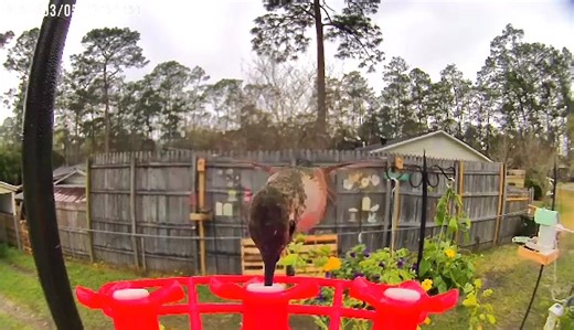 ❤️SPRING MIGRATION REPORT!🌺 (*MARCH 5) 1st HUMMER SEEN in SE GEORGIA! By Luduska Nixon My first in Hummingbird yesterday. Came back today. The Hummers are on the move! Very recent Sightings in Southern California, Texas Gulf Coast & now Southeast Georgia! Add your 1st Sighting details below in the Comments! If you want to Track the Hummers in real-time, view the Interactive 2024 Migration Map. https://www.google.com/maps/d/edit?hl=en&mid=1tat771eKSlDMfSAgn_37ApsT2u587v4&ll=31.223901017082348,-8