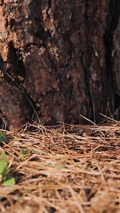 31K views · 1K reactions | Meet the AirMach Electric Mini Inflator...