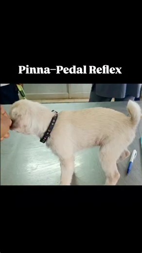 vetcase_explorer on Instagram: "The pinna–pedal reflex is a neurological reflex in which scratching or rubbing the ear pinna especially the inner surface causes rhythmic paddling movements of the hind limb on the same side. 》Clinical significance: Commonly positive in dogs with ear diseases, especially: Otitis externa Ear mite infestation (Otodectes cynotis) Indicates pruritus or irritation of the ear Not a true pain reflex; more related to itch sensation"