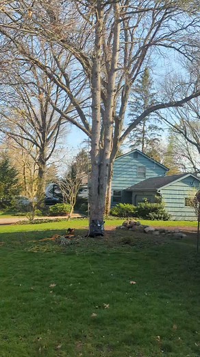 Good morning Webster, New York! #protreeserviceswny #notchequipment #TreeClimbing #husqvarna #Blade #TreeService #woodworking #testing #newyork #buckingham Jose Espinoza Pro Tree Services | Pro Tree Services