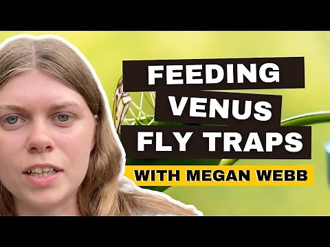How To Feed A Venus Fly Trap: Tips From Megan Webb