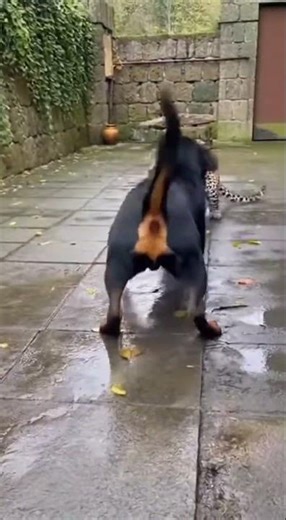 Big Dog Attacks Leopard After It Pins Puppy — Insane Backyard Fight! 💥