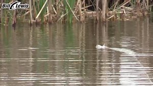 7.3K views · 114 reactions | The Stutterstep 4.0 is shipping to a tackle retailer in your town!!! #billlewis #stutterstep | Bill Lewis Fishing | Facebook