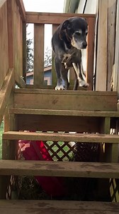 Rising from a nap & getting up stairs were so difficult for this beautiful dog. But then his owner discovered PetLab Co's joint care chews - and what he looks like now is just heartwarming 👇 | PetLab Co.