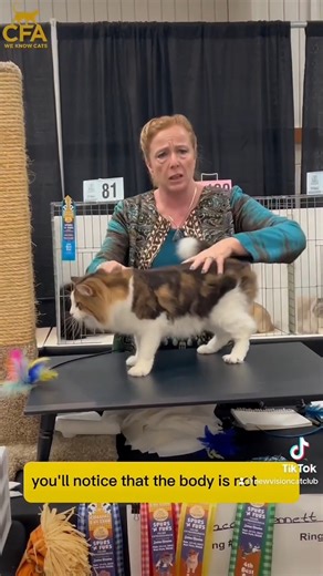 11K views · 572 reactions | Come This Weekend To The Exciting Cincinnati Area CAT SHOW! #cincinnati #cincinnatievents #hamiltonohio #fairfieldohio #daytonohio | CFA Cat Shows | Facebook