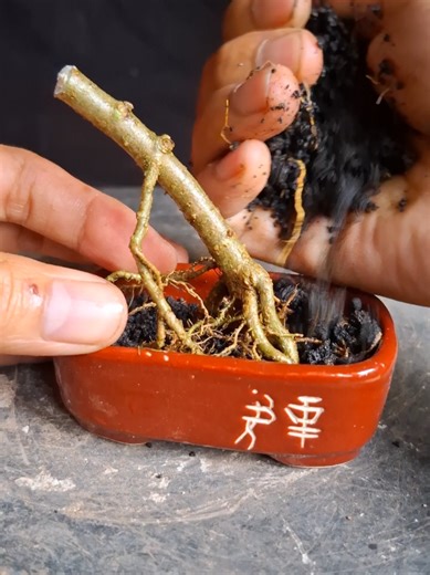 Creating Mini Bonsai from Roots