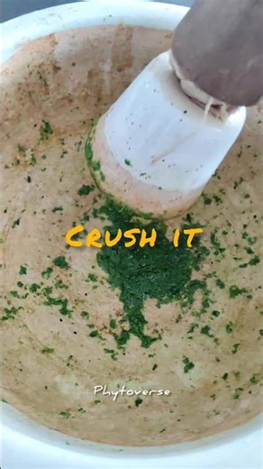 estimation of chloroplast #science #sciencefacts #yt #nature #viralshorts