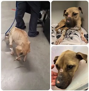 4K views · 483 reactions | PRAYERS FOR MADISON This little lady...