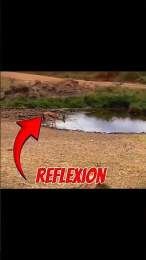Top 5 Animals With the Fastest Reflexes 😱