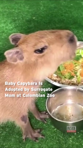 Baby Capybara Finds New Home in Colombian Zoo