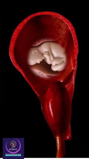 Placenta 3D Animation #shorts