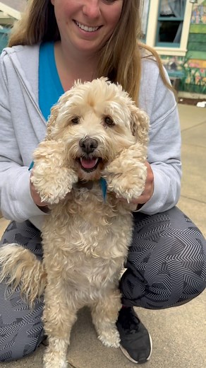 1.6K views · 161 reactions | ADOPT or FOSTER: Bella Artois  Cocker...