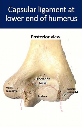 Elbow Joint Capsule