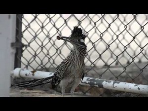 Male Roadrunner Mating Call