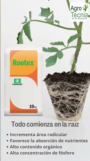 Rootex