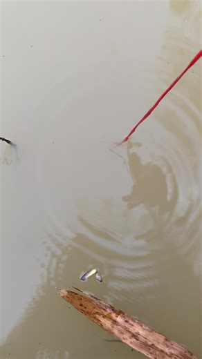 #survival #YouTube #DIY #ishowspeed #cook #hook #lifeingjungle #mmo #hook #food #traptool