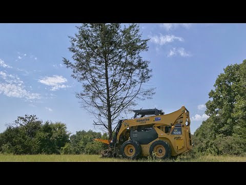 Ripping Cedar Trees Straight From the Ground