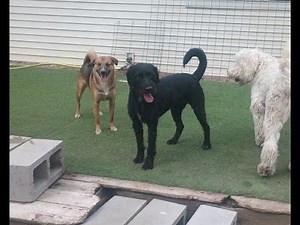Enzo, Stanley, Johnny & The Pack Havin' Fun
