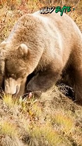 114K views · 4K reactions | Why are wolverines so rarely seen by humans? #Wolverine #WolverineFacts #VastTerritories #AnimalBehavior #WildlifeSecrets #NatureExplained #SurvivalInTheWild #fblifestyle | WildByte | Facebook