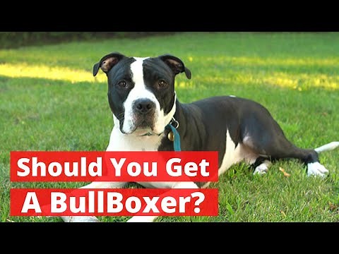 All about the Pitbull Boxer mix (Bullboxer) | Should you get a BullBoxer?