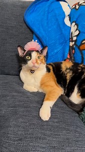 79K views · 8.5K reactions | Your crown is falling princess  #wobblycat #cerebellarhypoplasia #cat #cats #asmr | ShakeyWobbles | Facebook