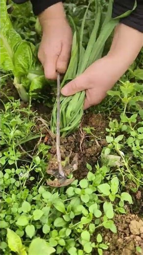 Fresh Spring Onion Harvest from the Farm 🌱 #shorts