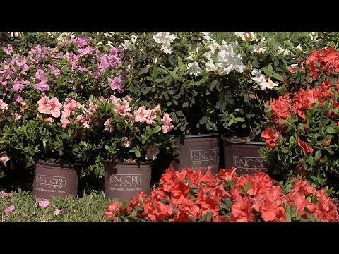 Encore Azaleas provide a fresh backyard look