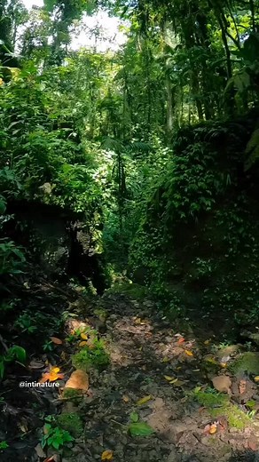 Discover the Serenity of a Lush Green Forest