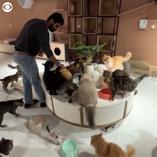 15K views · 413 reactions | CAT CAFE: A café in Erbil, Iraq, allows customers to cuddle cats while sipping on coffee. The shop's owner said a majority of the felines are adopted and hopes it will teach people about kindness to animals. | WCAX-TV | Facebook