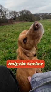 8.7K views · 135 reactions | "I don't have children or a partner, so Indy is my family" 梁 | My Best Friend | Facebook