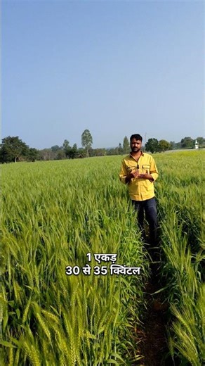 गेंहू के सही बीज का चयन करें🌾🌾 #wheatfarming #gehukikheti #farming #trendingreels #khetivideo