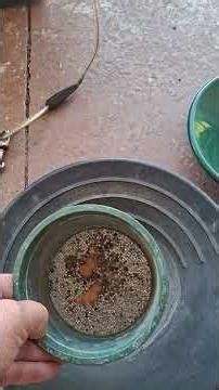 classifying ground hog pay