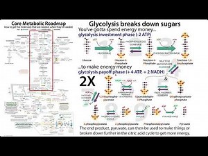 A quick walk through glycolysis