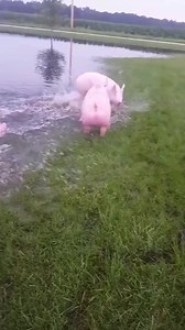 173K views · 1.1K reactions | Pigs are playful, friendly, sensitive,...