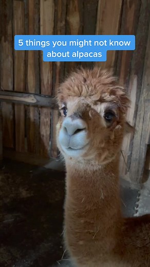 tre_alpacas on TikTok