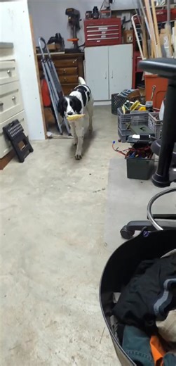 #experiment #dog #cannon #dopplereffect #3dprint #design | Adam Arias