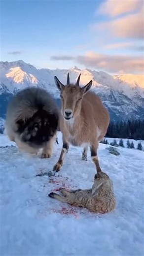On a snowy mountain, a goat gave birth, and our Caucasian Shepherd gently lay beside the newborn to keep it warm. One real scene — pure nature. ❄️🐐🐕 #caucasianshepherd #snowymountains #RealScenes #newborngoat #farmlife #guardiandog | Wow Animal Facts