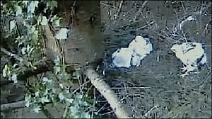 Nest camera captures rare hawks